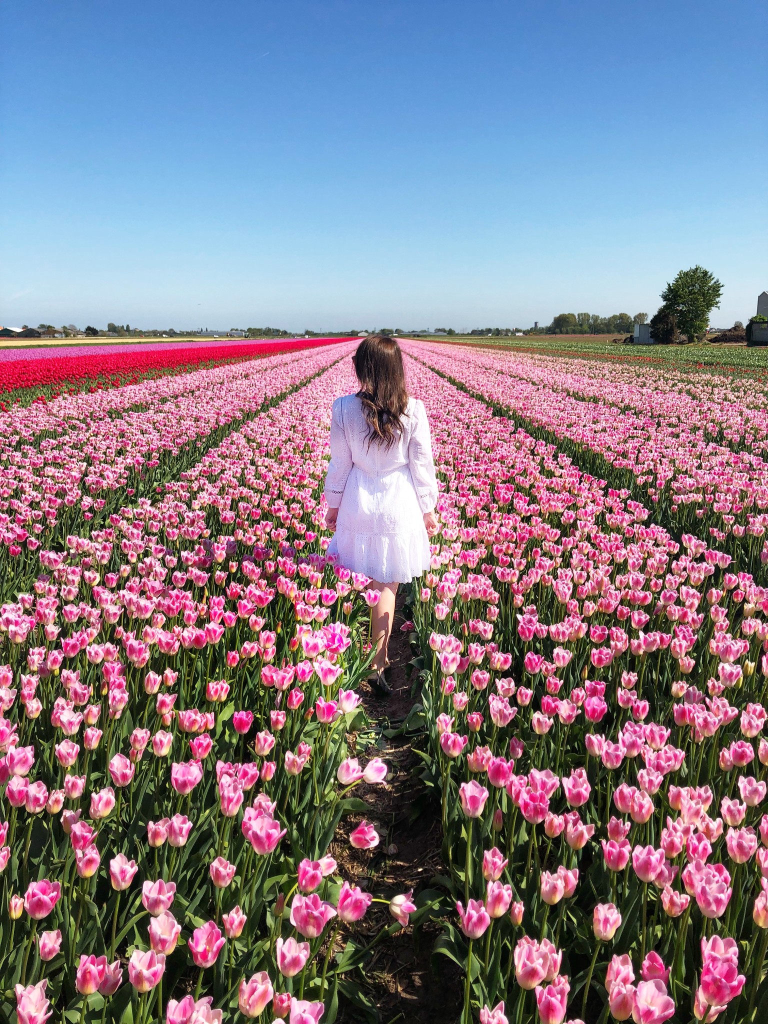 Travel Spotlight: Visiting the Tulip Fields in the Netherlands - The A-Lyst